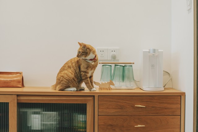 Cat intelligence level revealed: some cats are so smart that you feel ...