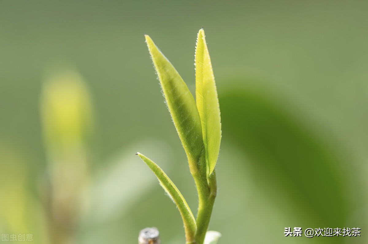 Why do you get angry when you drink new tea, and how to not get angry ...