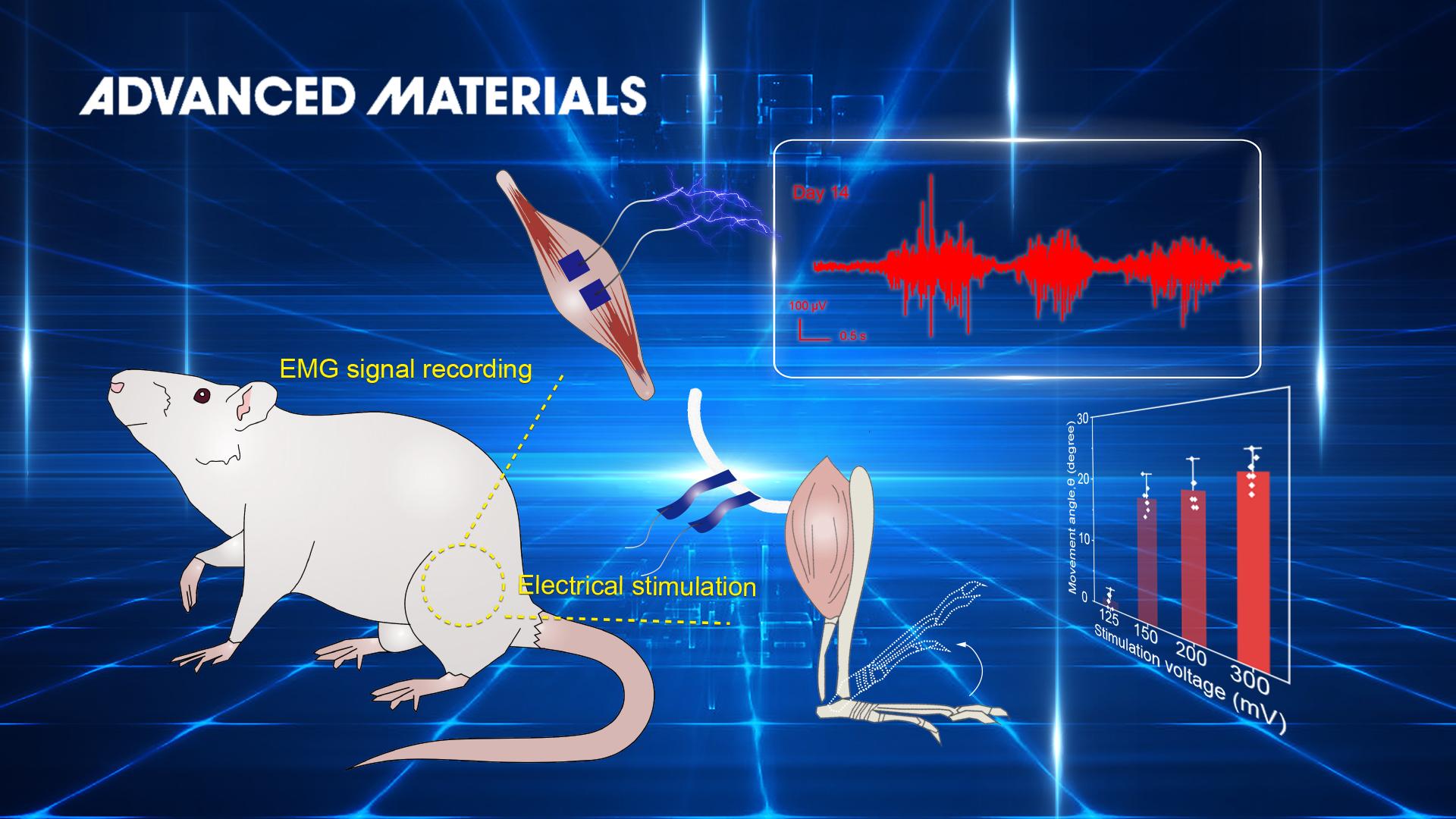 SUSTech Guo Chuanfei's team has made research progress in the field of ...