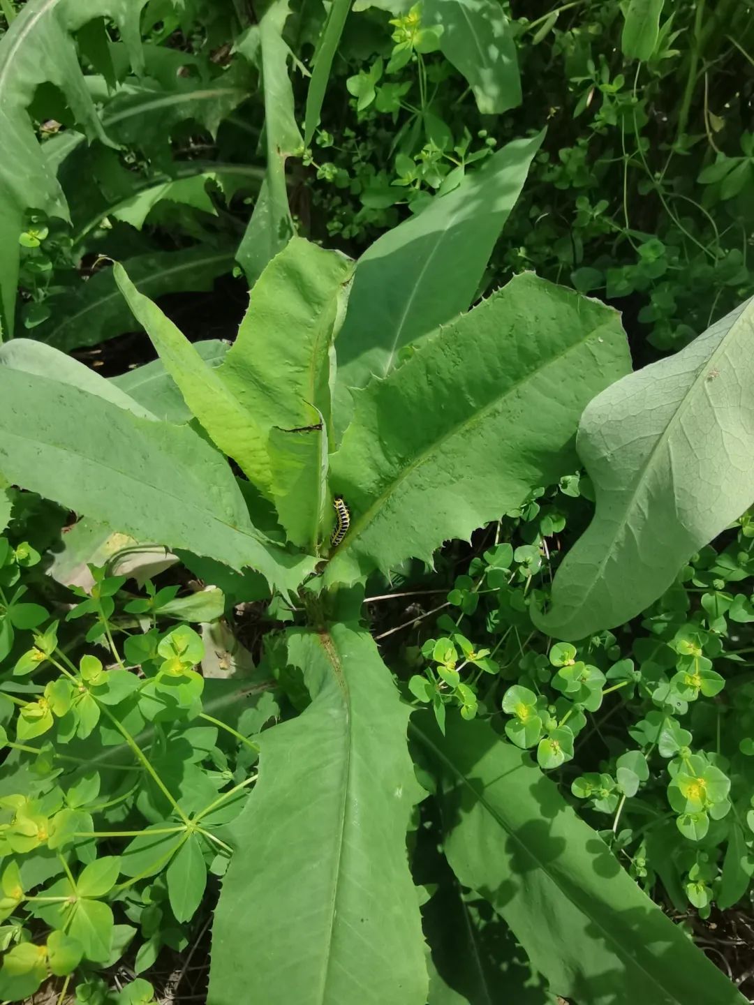 Yellow robe monster-- Cucullia pustulata Eversmann, 1842 - iNEWS