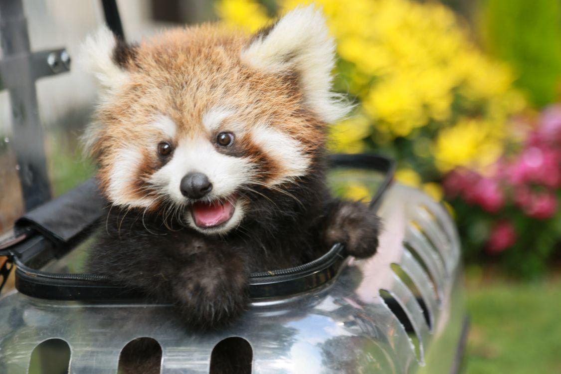 Wuxi Zoo opens "Autumn Fun Garden Season" - iNEWS