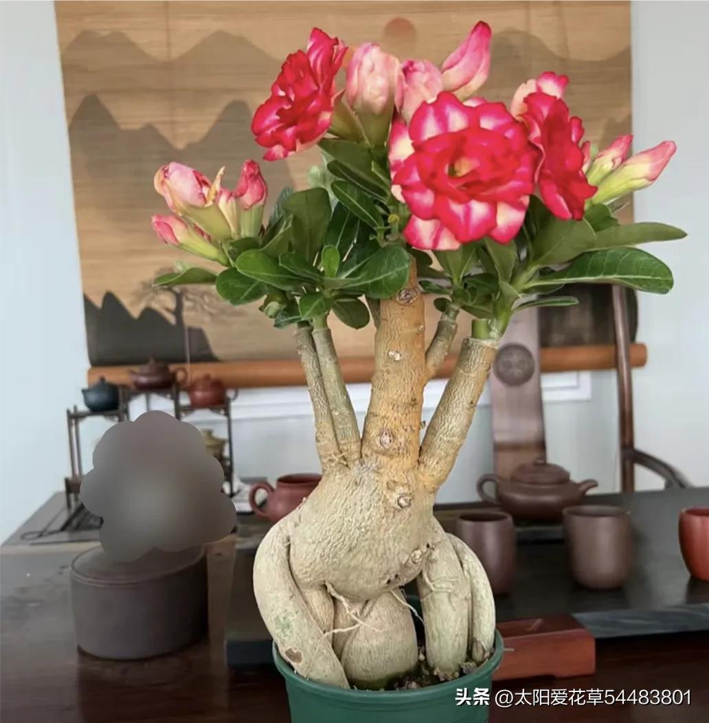6 kinds of "clown" flowers, novices dislike, old gardeners are ...