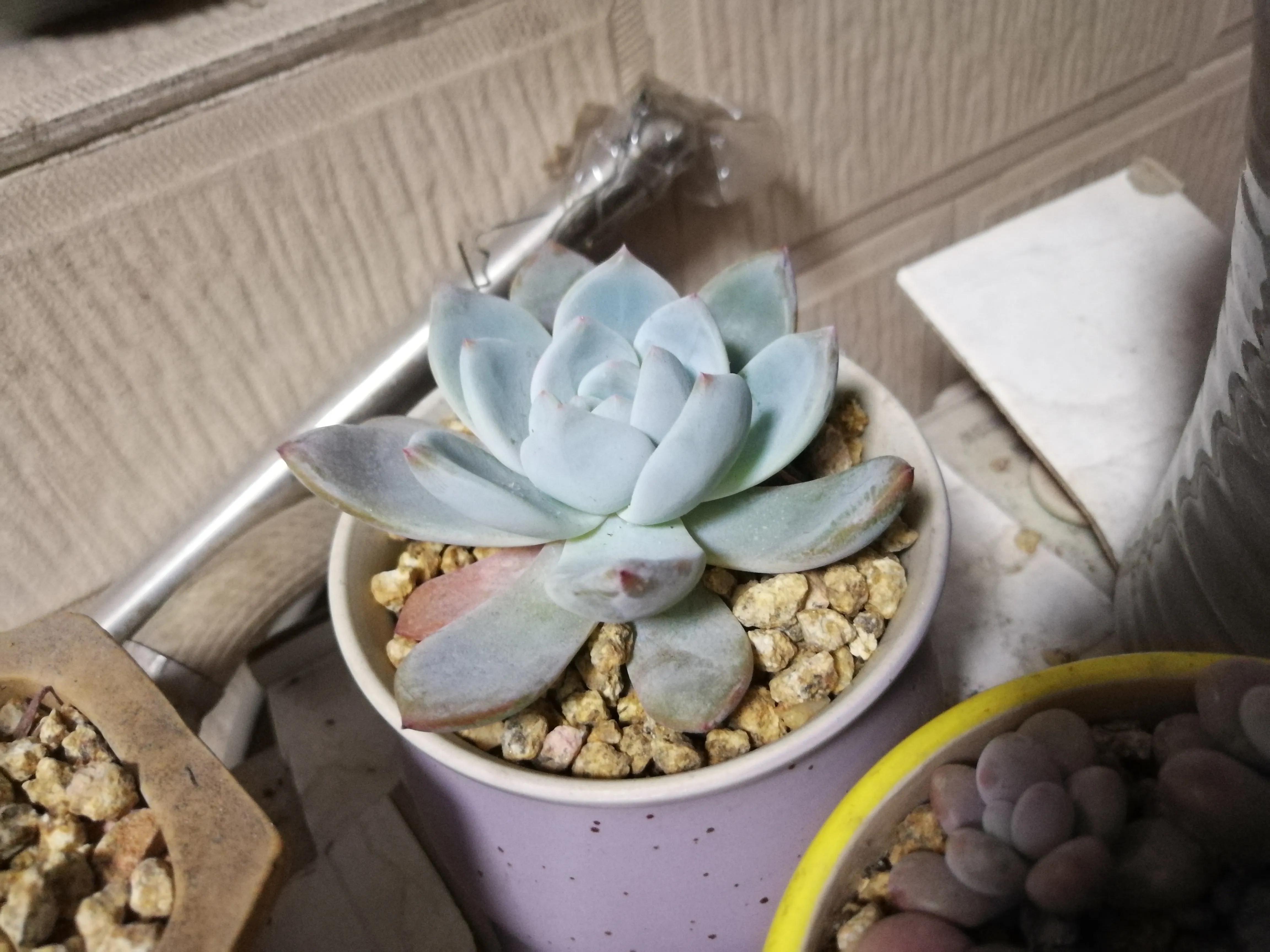 The succulent hibiscus snow lotus that makes me proud - iNEWS
