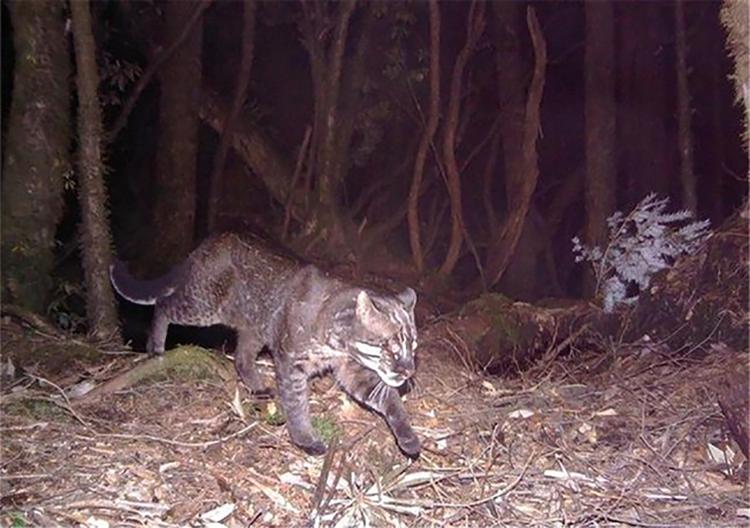 The wild "biao" appeared in Guangxi. Why did a tiger give birth to ...