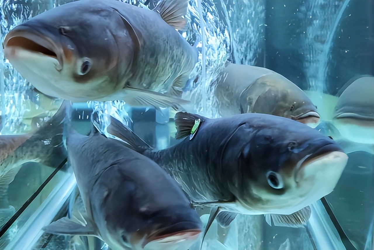 How big is the biggest fish in the Three Gorges Dam that has been ...