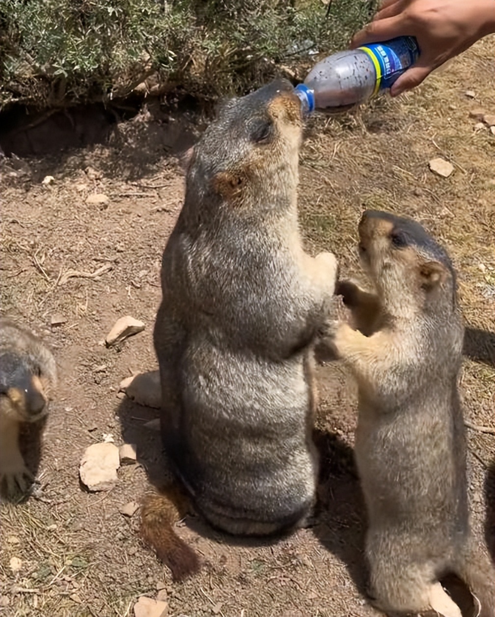 Sichuan tourists encounter groundhogs when they are climbing mountains ...