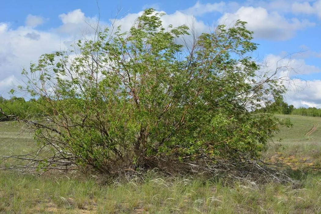 plant worship in russia - iNEWS