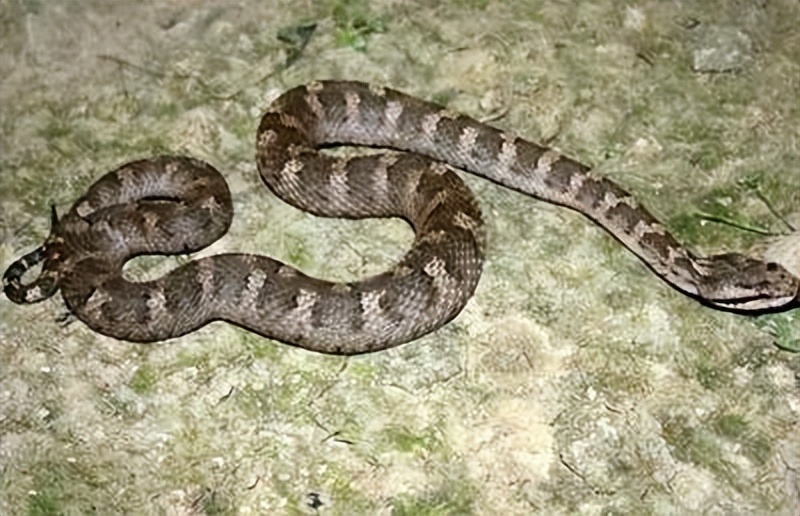 Four kinds of venomous snakes in Xinjiang, all of them are treasures ...
