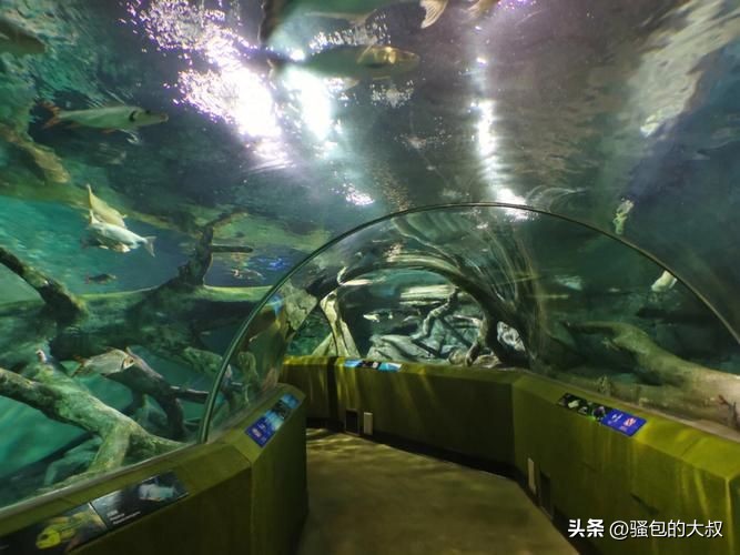 Unveiling the Shanghai Ocean Aquarium: The world's largest aquarium ...
