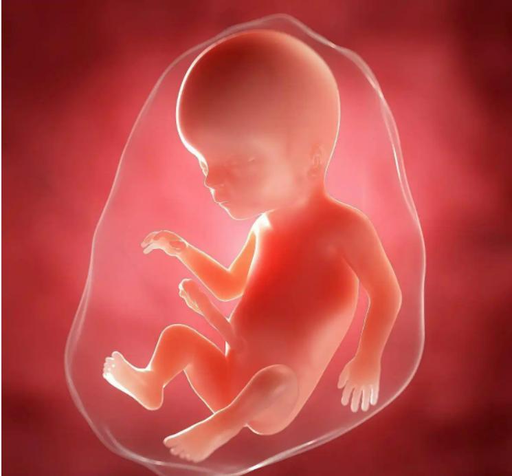 Japan has completed the first batch of "human-animal hybrid embryos ...