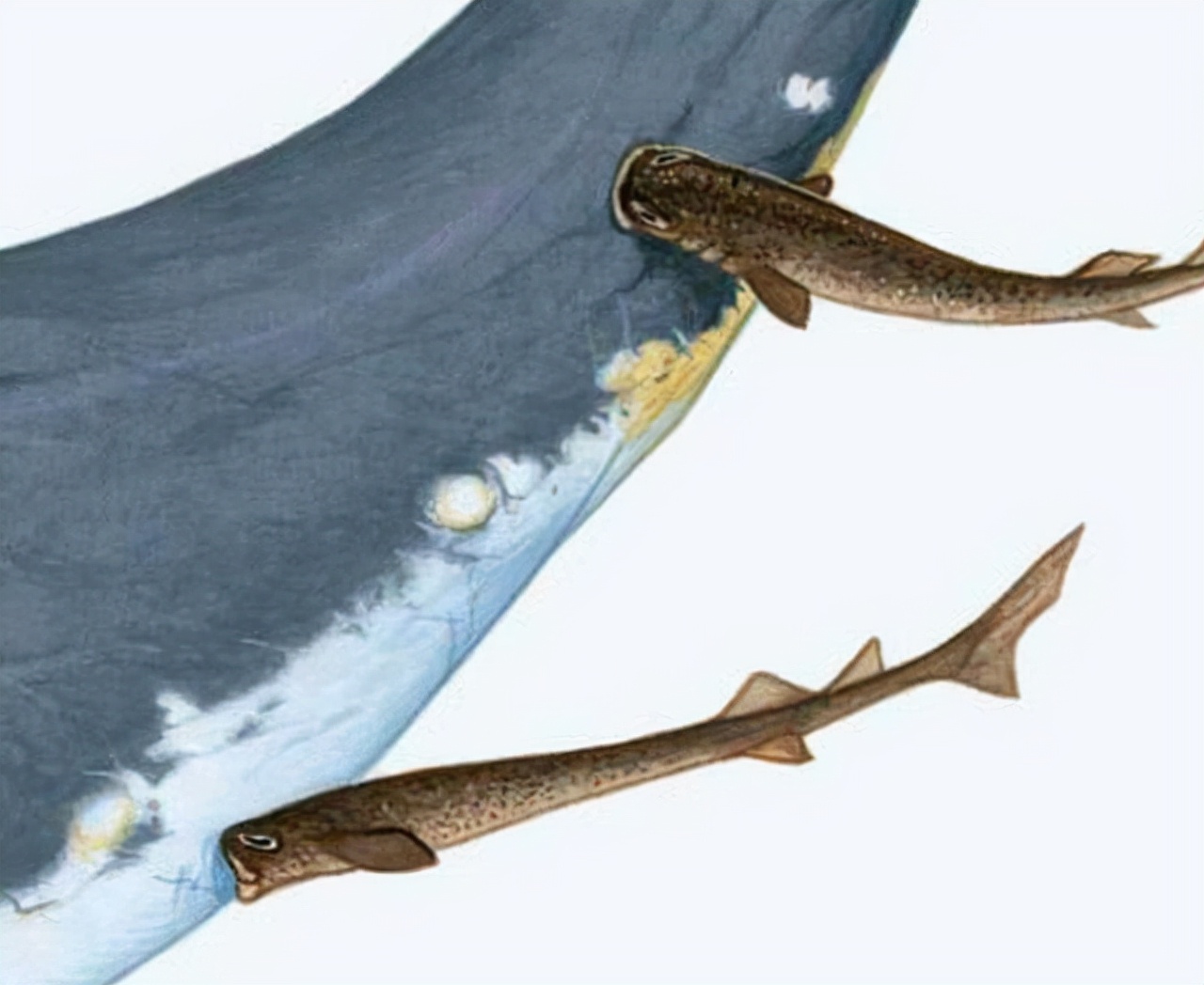 Can eat killer whales and great white sharks raw, bite U.S. submarines ...