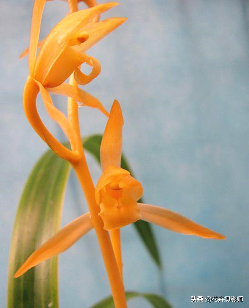 The "golden" orchid that needs to be raised even if you borrow money ...