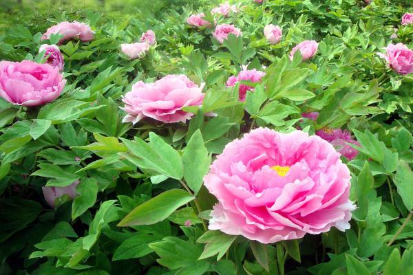 "The national color is intoxicated in the morning, and the clothes are ...