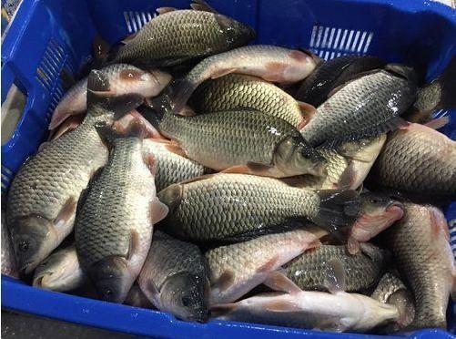 Please stop eating these 4 kinds of fish, which may contain ...