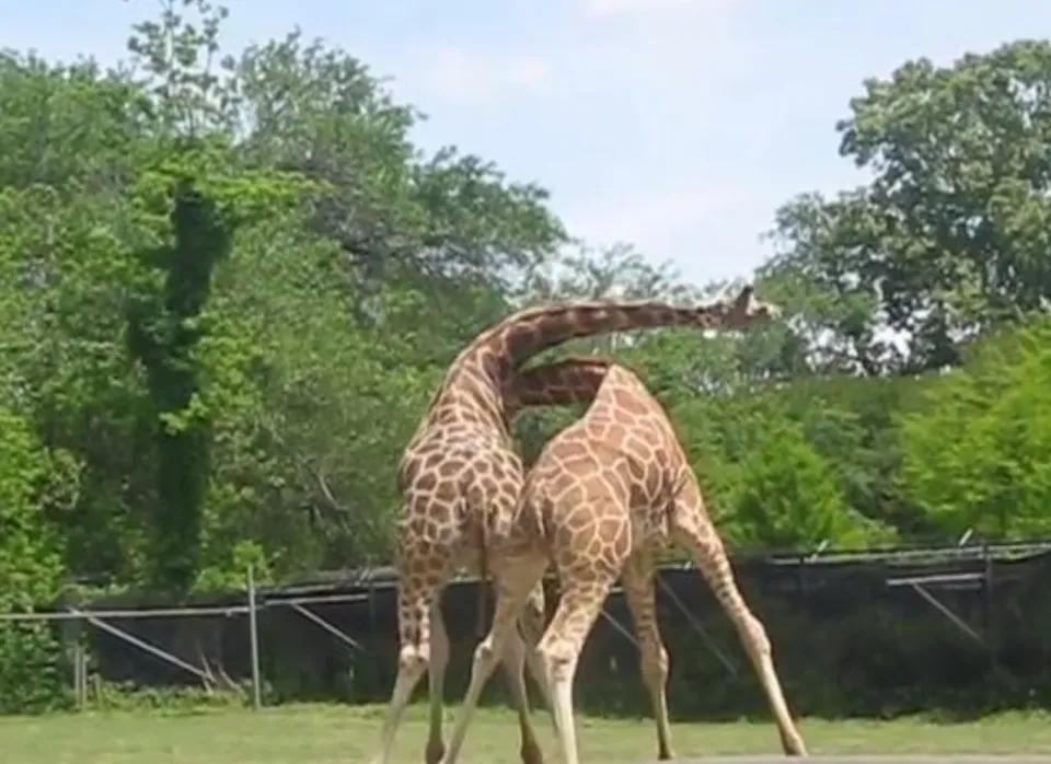 Is it the animal with the shortest mating time in the world? - iNEWS