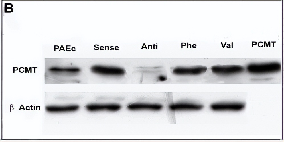 Application of the protein isoaspartate methyltransferase in the ...
