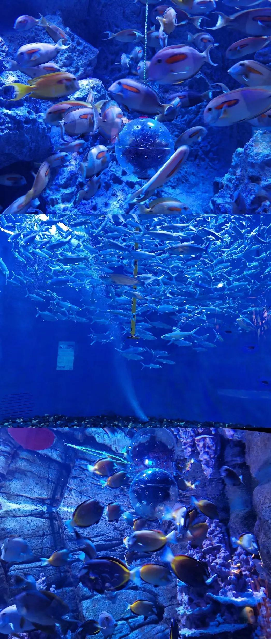 A trip to the aquarium - iNEWS