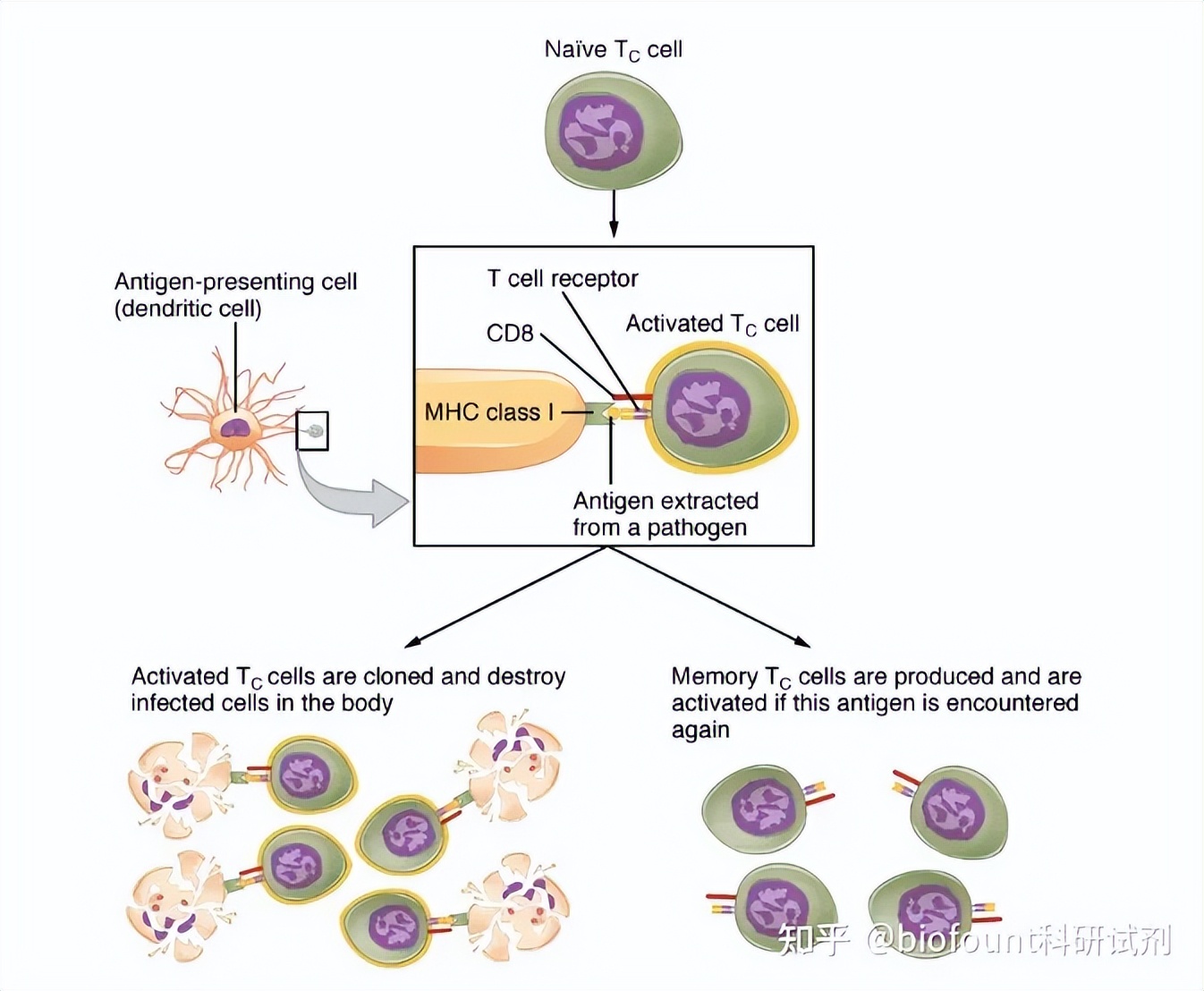 What is the difference between naive T cells and effector T cells? - iMedia