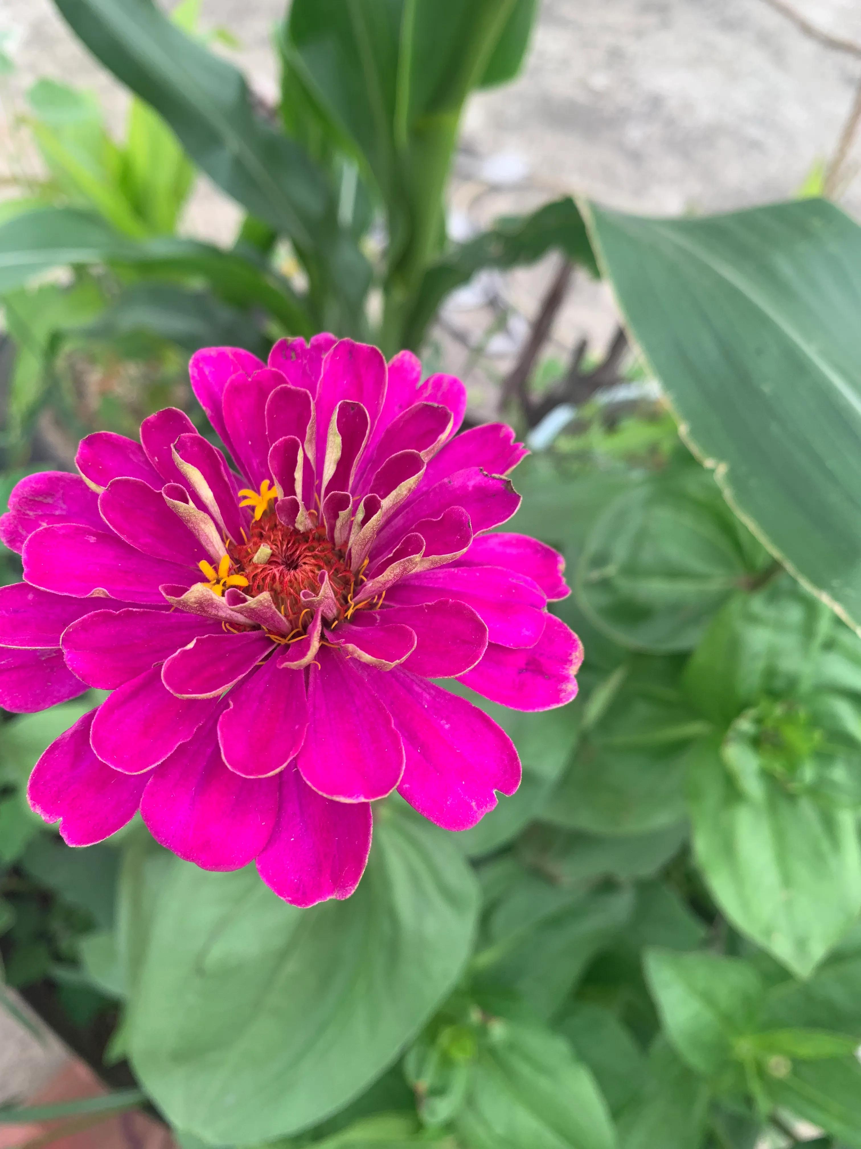 Fancy world. Zinnia, also known as Zinnia et al. - iNEWS