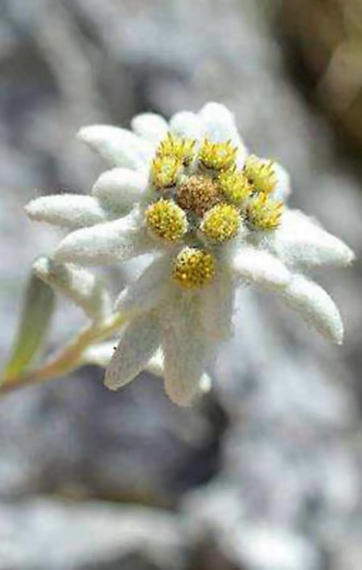 The White Phantom of the Arctic, the 6th SS Northern Mountain Division ...