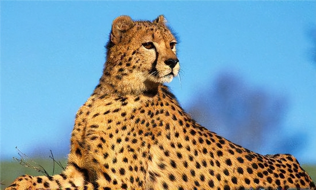 Zanzibar leopard becomes a rare species living only on the main island ...