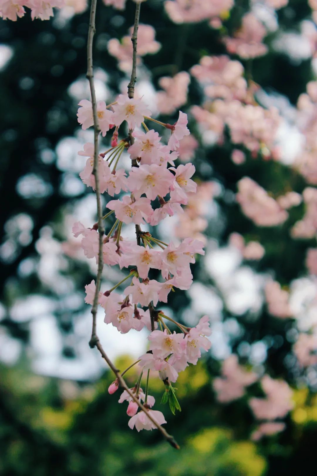Su Dongpo's 20 most classic poems, it is best to memorize them! - iNEWS