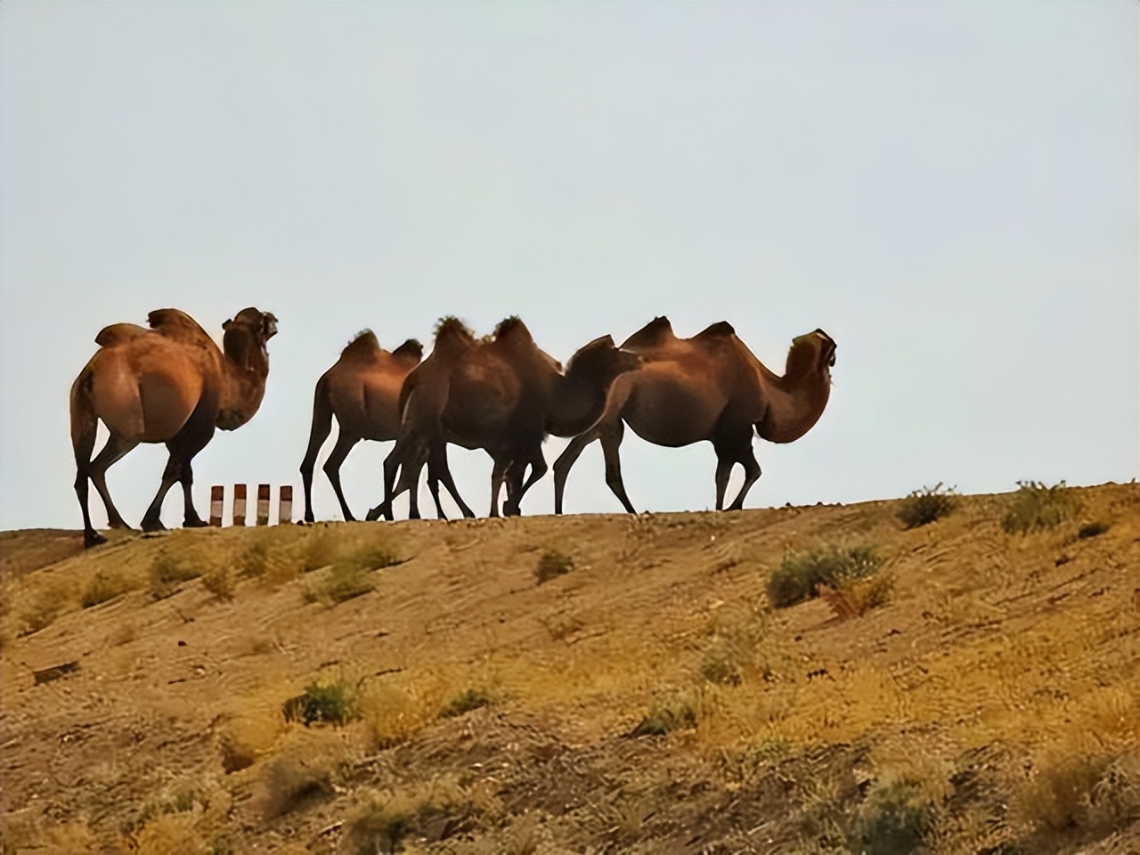Seeing the dead Luo Tong in the desert, why is it best not to even ...