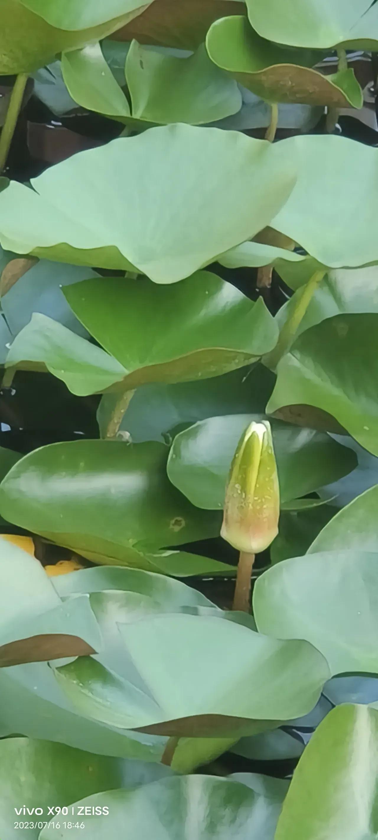 Notes on the Study of Mind: the Spirit and Wisdom of Wang Yangming's ...