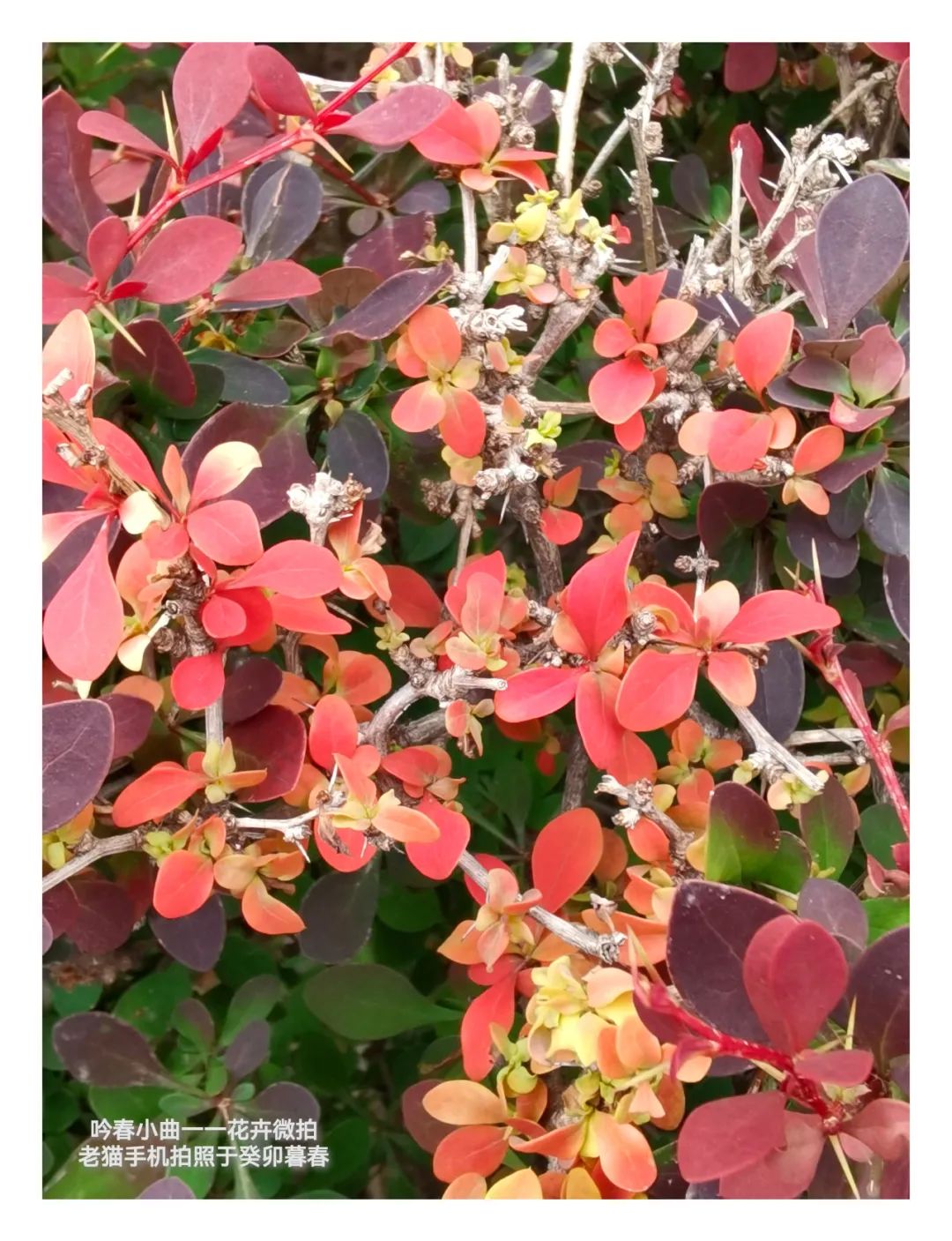 Deng Guizhen Liu Bomei Yang Yanhua Su Yi Tang Yunhua Xu Chunqi Gu Qingjun - iNEWS