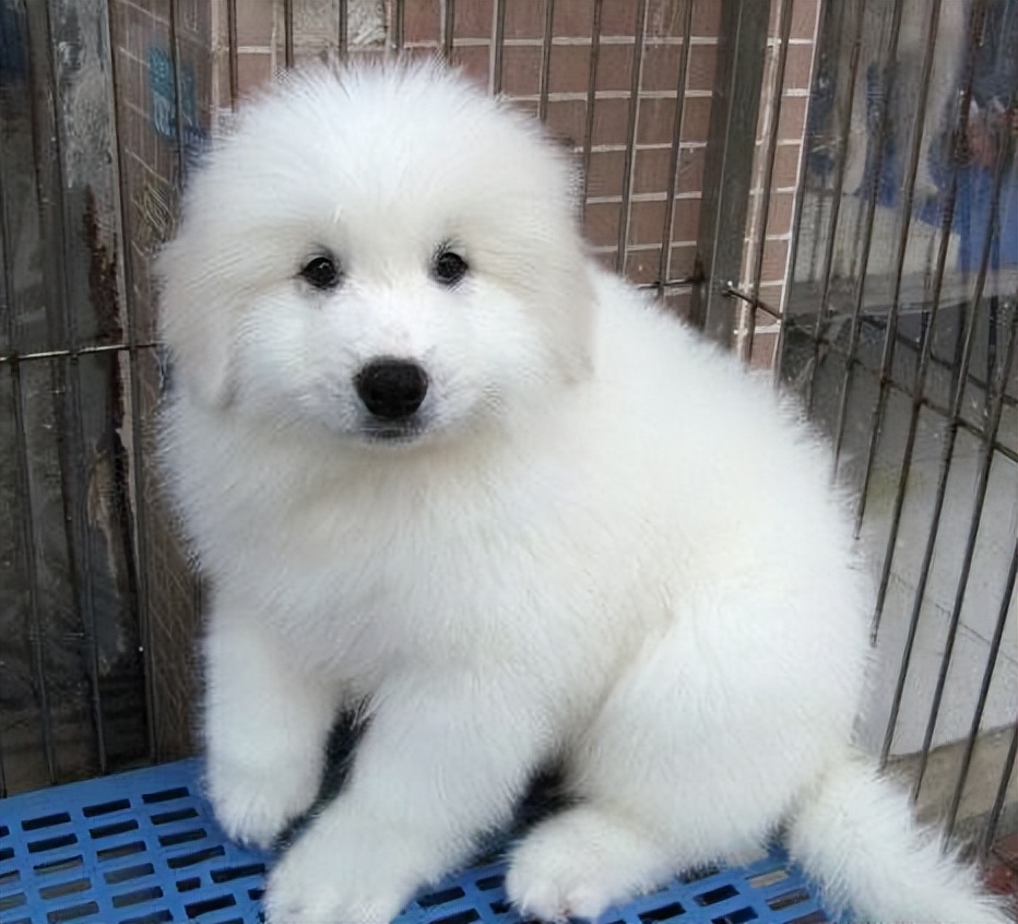 How much is a Great Pyrenees Dog?What is the difference between a Great ...