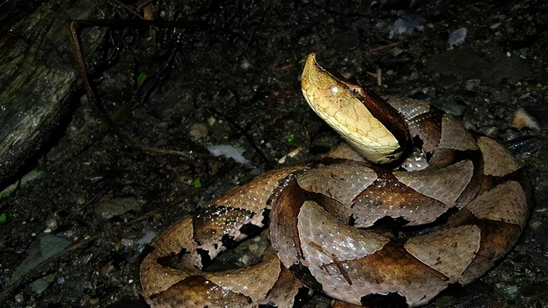 Among the sixty kinds of venomous snakes, who is more dangerous? What ...