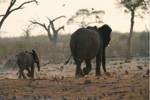 What are the specific manifestations of the lens language and color ...