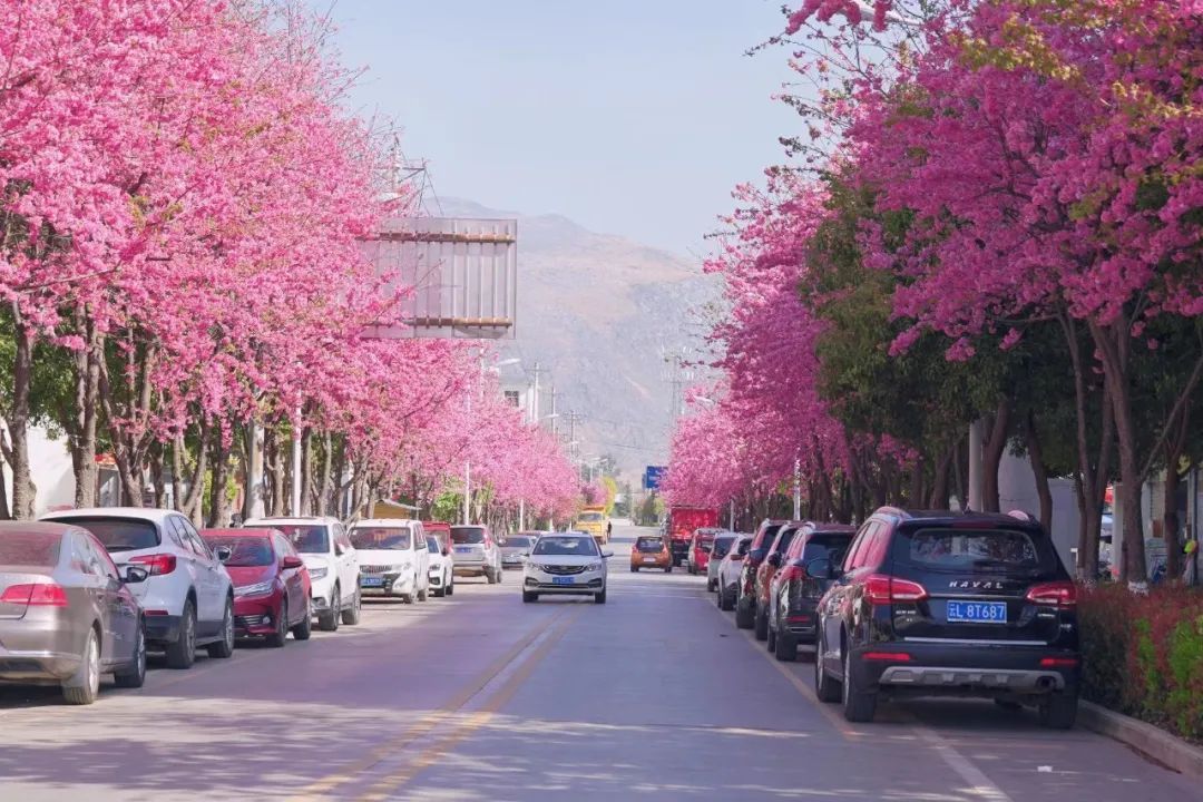 The small city of Heqing, cherry blossoms fill the city in March - iNEWS