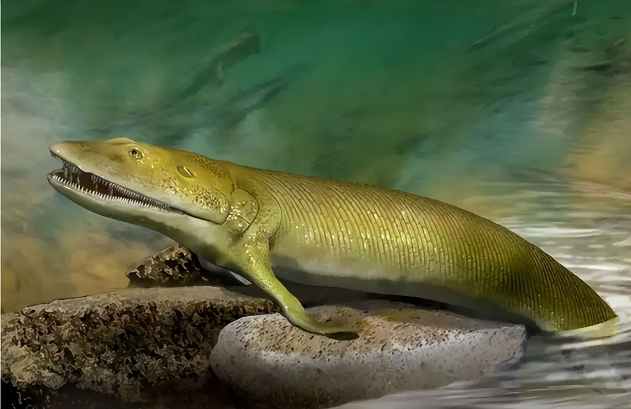 Scientist: Humans evolved from fish, and fossils are evidence to reveal ...