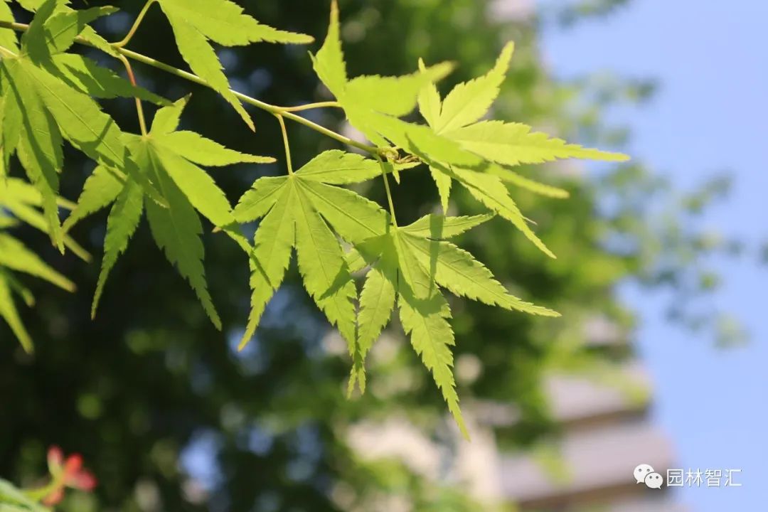 Chicken-foot maple, red maple, feather maple - iNEWS