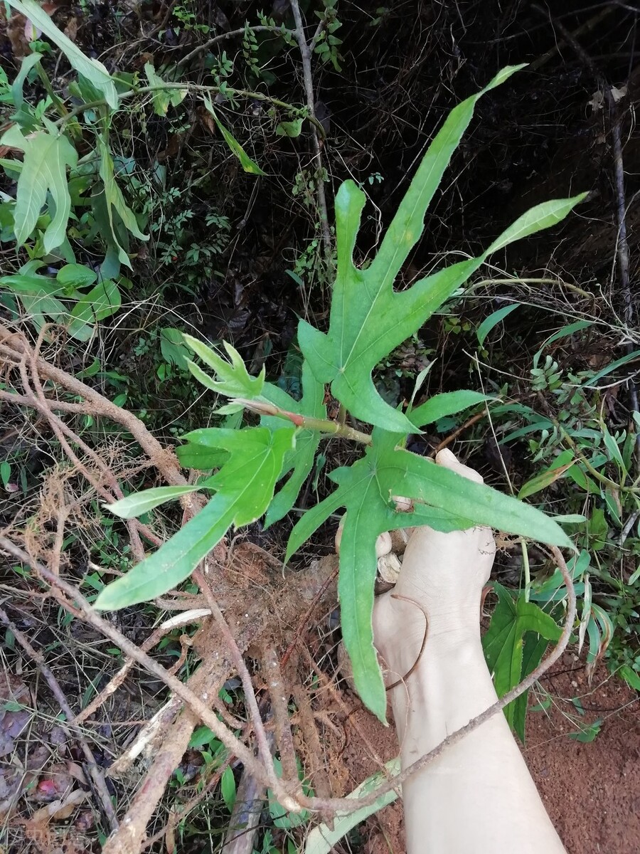 Wonderful ingredients 01: Coconut-flavored soup ingredients - five ...