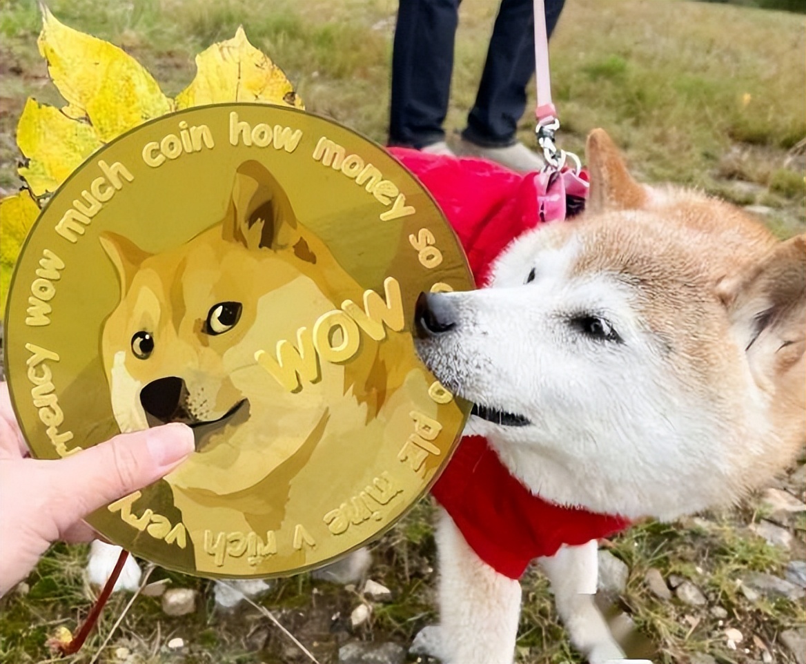 A dog that became popular with his expressions, 2 billion netizens used ...