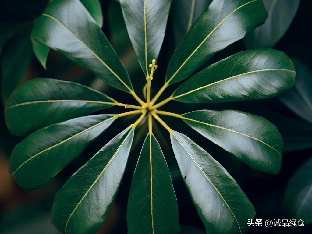 Duck Palm: A Plant That Is As Beautiful As It Is - iMedia