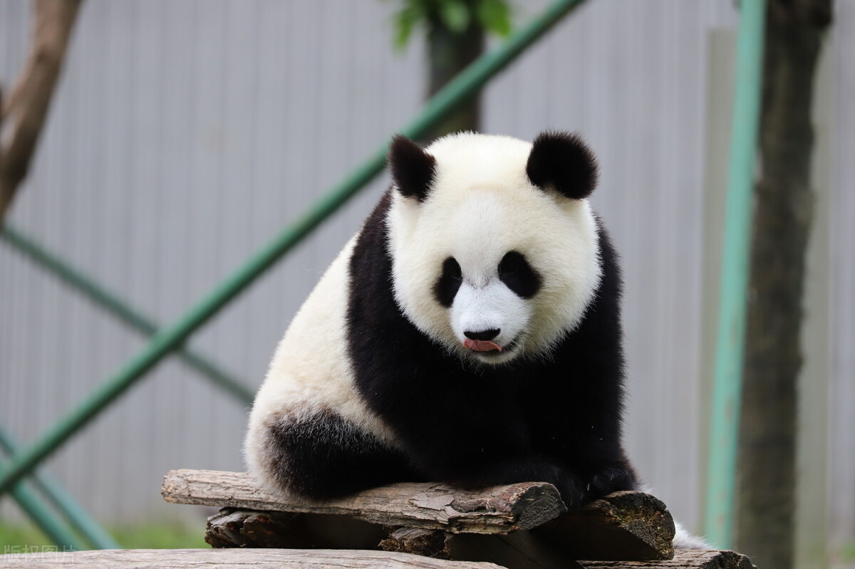 How much does it cost to raise a giant panda for a year? more than most ...