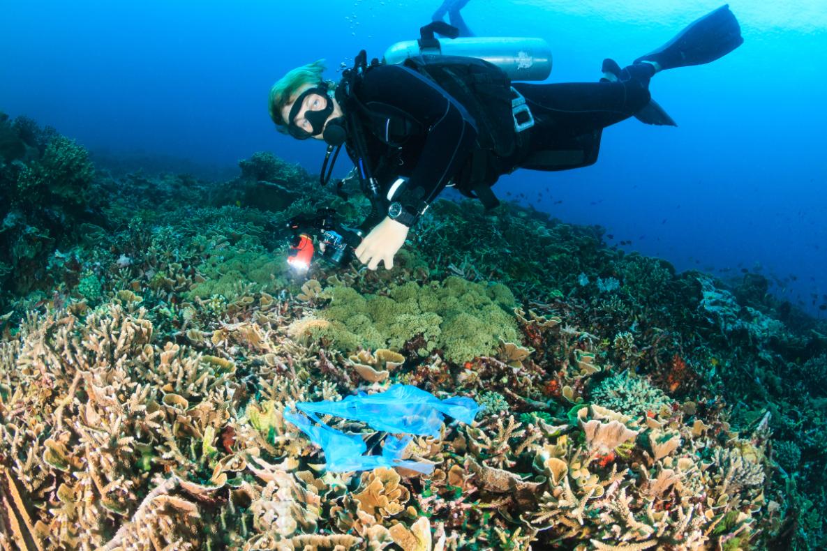 Can Trash Sorting Protect Corals?yes don't be surprised it's true - iNEWS