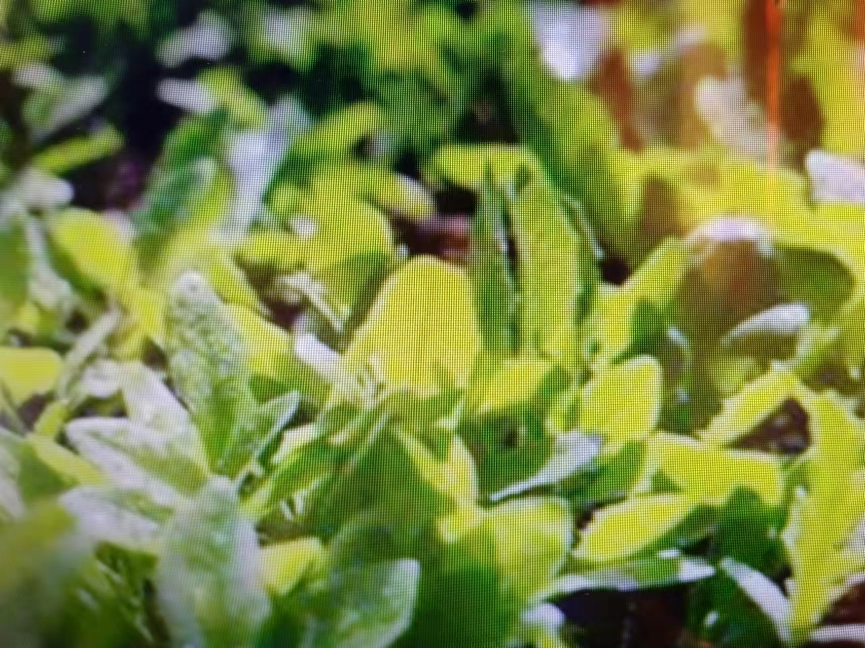 Stinky from the Northeast, don't know how you like to eat it? - iNEWS