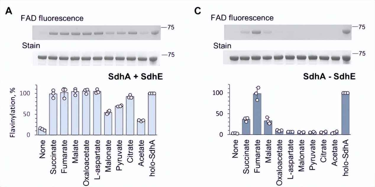 Exploring the role of assembly factors in enhancing the covalent ...