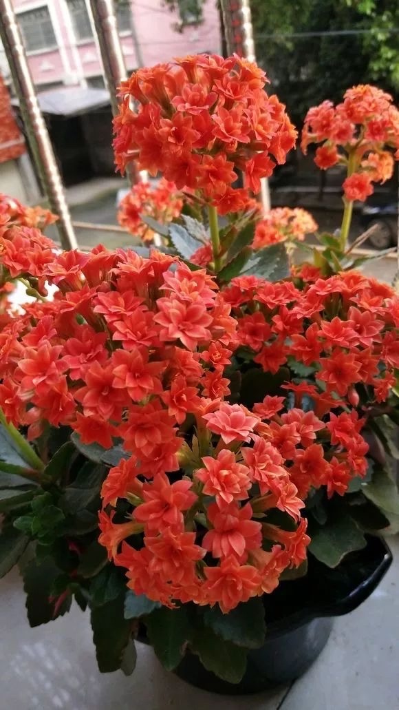 Longevity flowers "don't need to buy", use a leaf to raise a pot, more ...