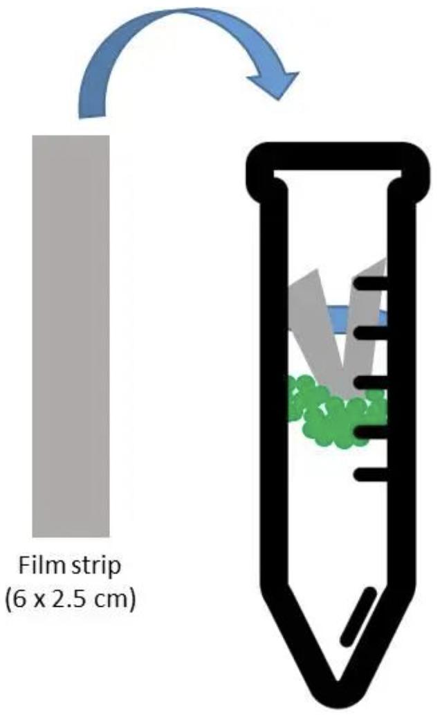 Arabidopsis Histone Modification ChIP-seq Assay Protocol - iMedia
