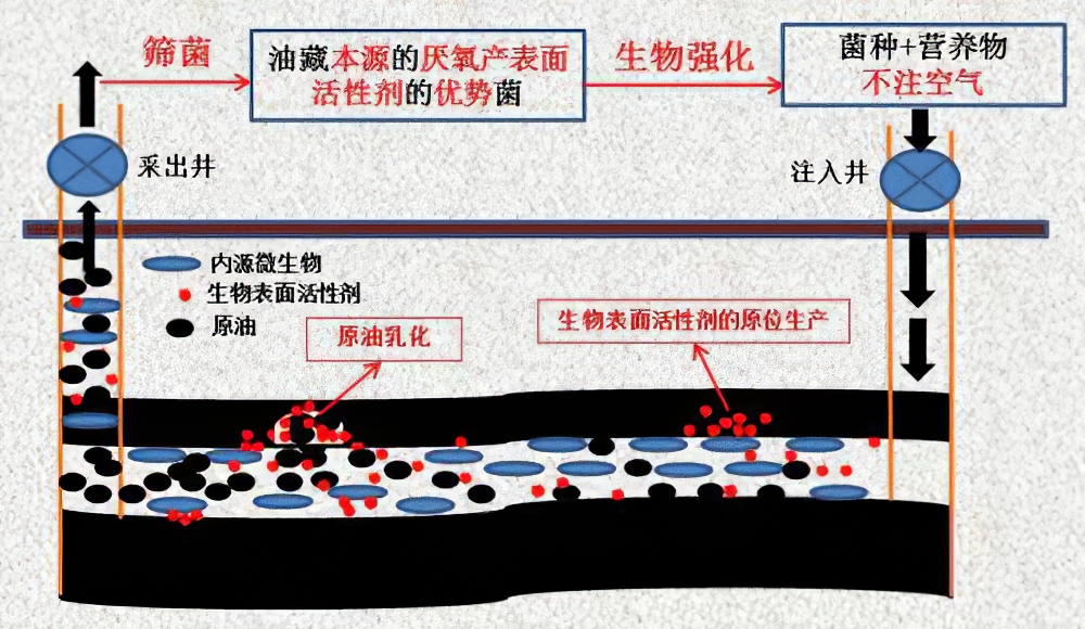 Exploring DNA detection technology and its application in microbial oil ...