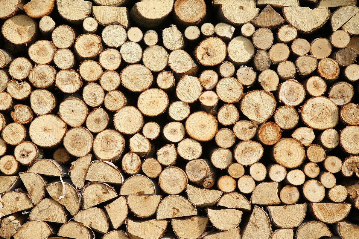 Iron birch is called the "King of Wood". It cannot be cut with axe and ...