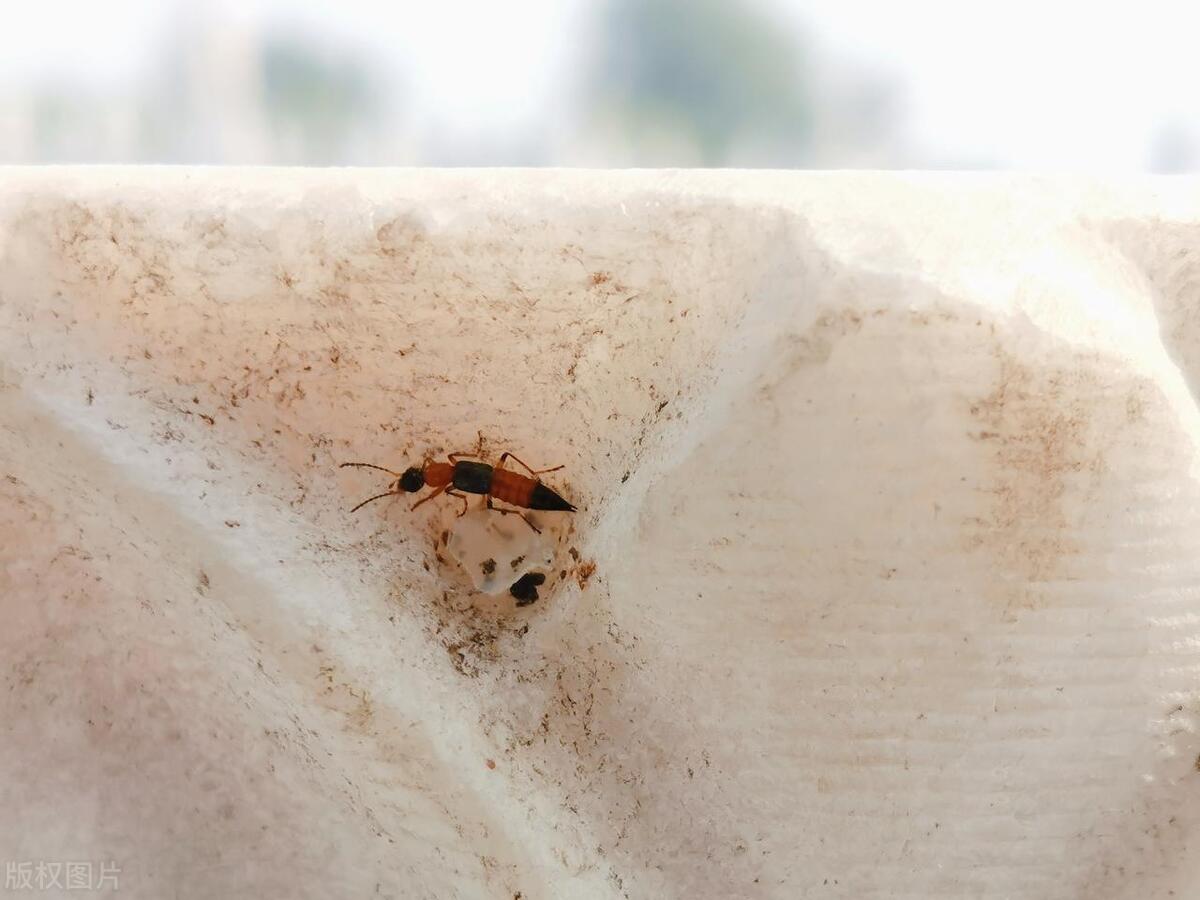 Get to know Paederus: black insects, similar to ants and bigger than ...