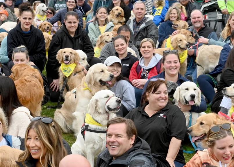 Hundreds of Golden Retrievers Gathered in Boston Common! Behind this ...