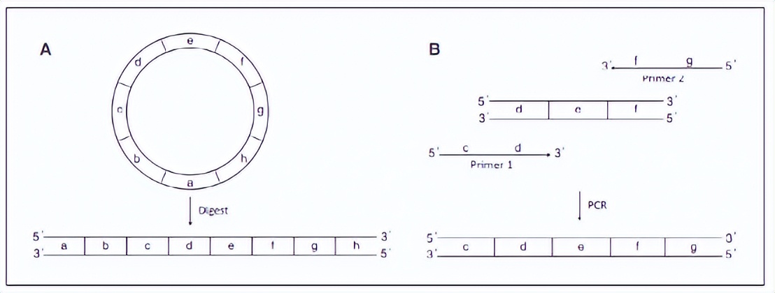 In vitro transcription synthesis of mRNA cap structures with co ...