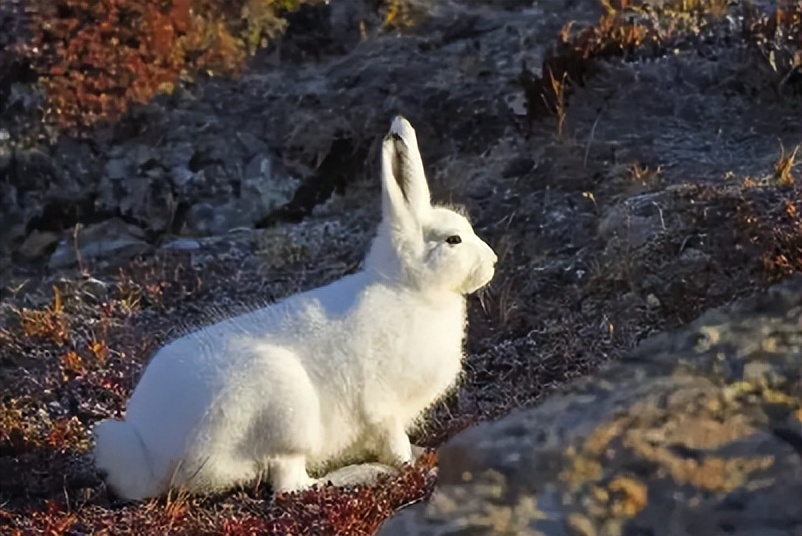 Treasures of the Pole: Conservation and Challenges of the Arctic Snow ...